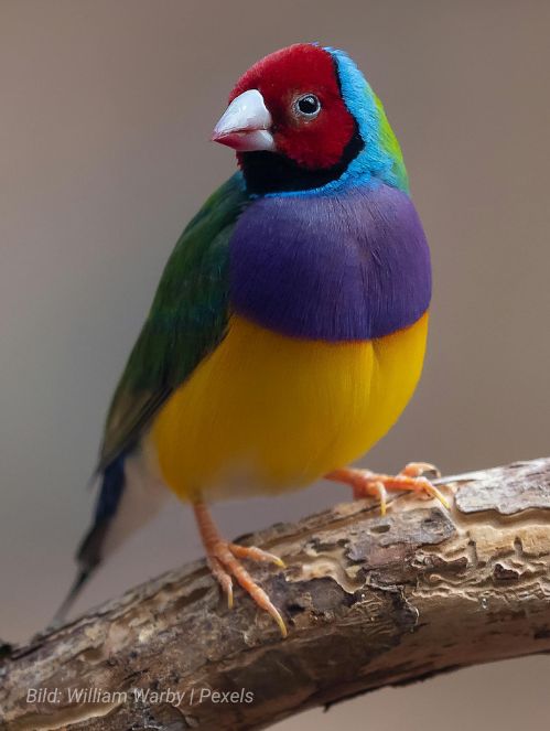 Kanarien/ Finken/ Exoten – Rico's Futterkiste